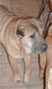 Familial Shar-Pei Fever – Chinese Shar-Pei Club of America, Inc.